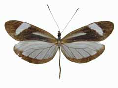 Dismorphia theucarila :: Andean butterflies - mapping the phenotypes